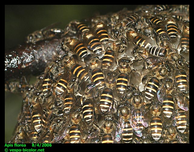 Untitled Document [vespa-bicolor.net]